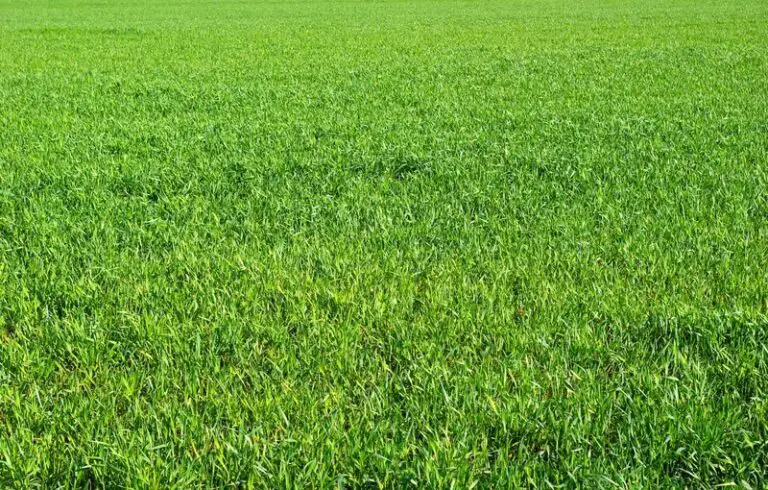 33 Grass Puns & Jokes That Are Surprisingly Funny