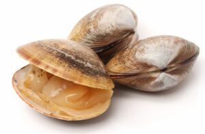57 Clam Puns & Jokes That Are Actually Funny – Puns and Jokes