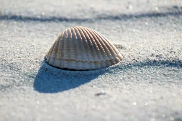 33 Shell Puns & Jokes That Will Actually Make You Laugh