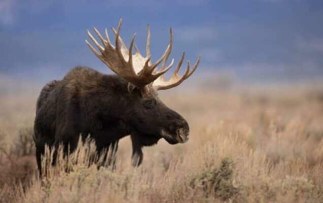 25+ Moose Puns & Jokes That Are Actually Funny – Puns and Jokes