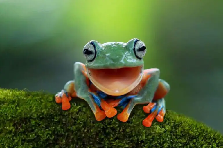 37 Frog Puns & Jokes That Are Actually Funny (Trust Us) – Puns and Jokes
